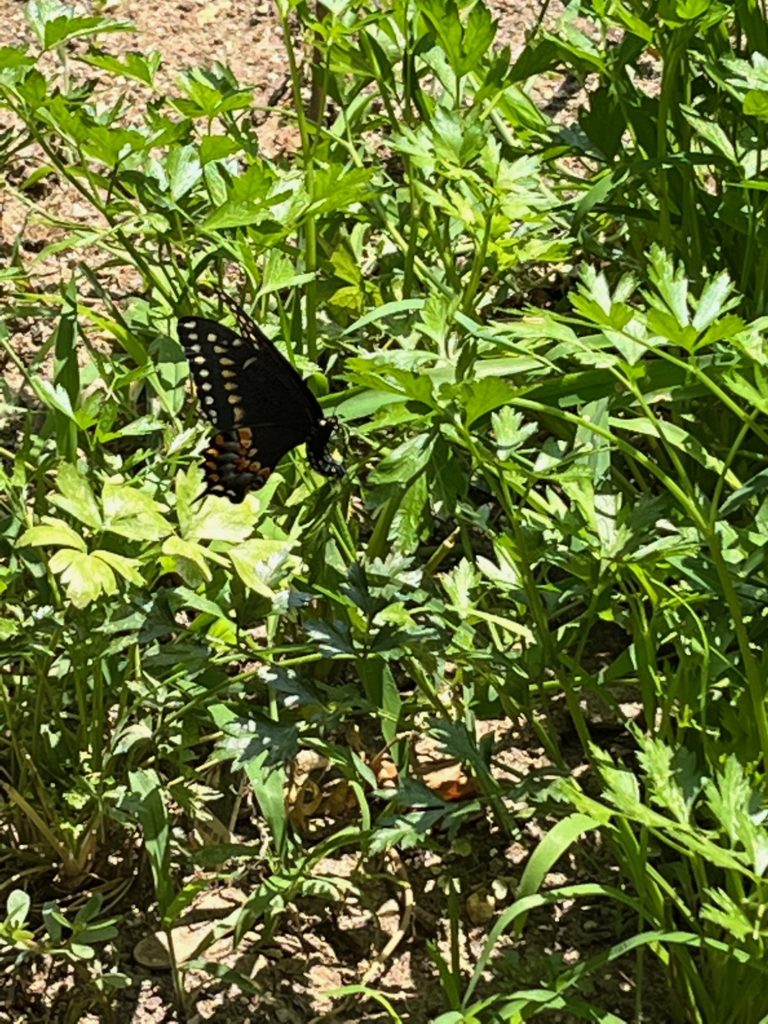 WES Insect Garden - Washington Ethical Society